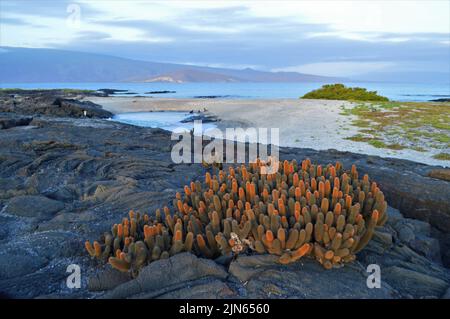 Lava Cactus on black rocks at sunset, Fernandina island, Galapagos ...