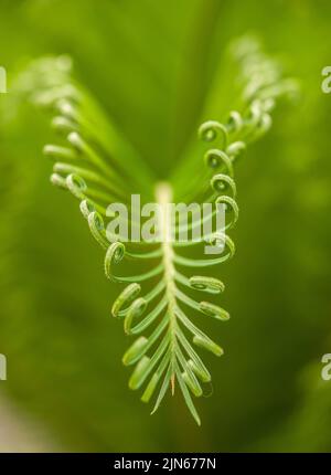 A selective focus shot of the spiral leaves of a fern Stock Photo - Alamy