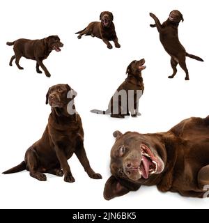 Set of images of chocolate color dog, american bulldog isolated over ...