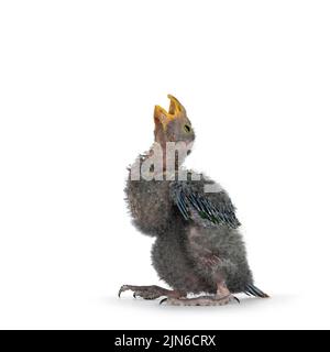 One week old Australian King Parrot aka Alisterus scapularis baby bird ...