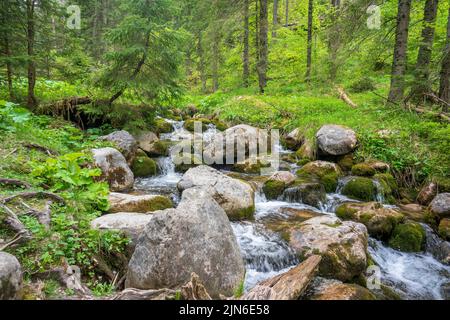 Great spring landscape in the Mala Laka Valley. Western Tatras Stock ...