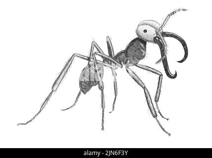 Army ant illustration Stock Photo - Alamy