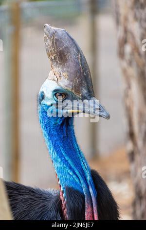 southern cassowary, (Casuarius casuarius), vertical head portrait ...