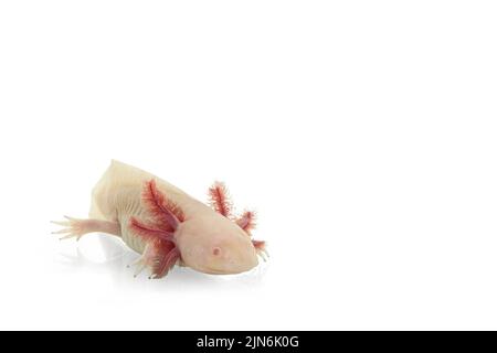 Side view of white axolotl aka Ambystoma mexicanum, laying on surface ...