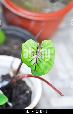 Colocasia Pharaohs Mask , Pharaohs mask elephant ear or Colocasia plant ...