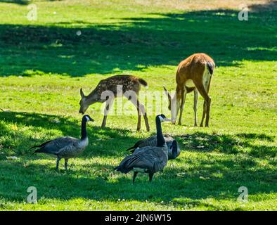 A doe and fawn walk at Point Defiance Park in Tacoma, Washington Stock ...