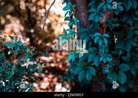 Beautiful and detailed portraits in exterior Stock Photo - Alamy