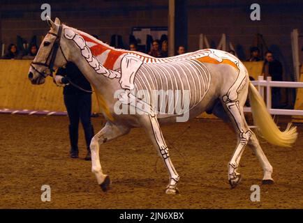 GYM GOES THROUGH HIS PACES AT SPARSHOLT COLLEGE HAMPSHIRE WHERE HORSE ...