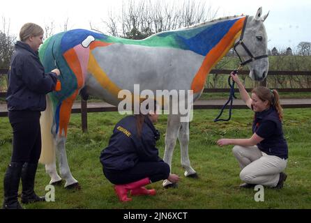 HORSE EXPERT GILLIAN HIGGINS DEMONSTRATES THE MOVEMENTS OF HORSES BONES ...
