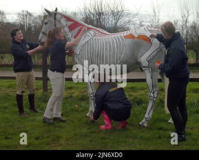 GILLIAN HIGGINS AT SPARSHOLT COLLEGE HAMPSHIRE WITH GYM . HORSE EXPERT ...