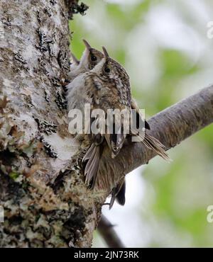Eurasian treecreeper Certhia familiaris, juvenile climbing Scots pine ...