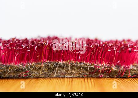 Red color microgreen amaranth growed on the fabric on wooden background ...