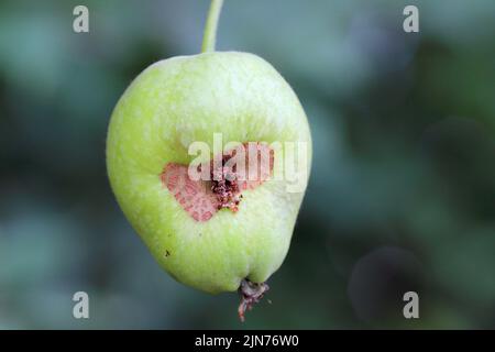 Wormy apple by larva of codling moth Cydia pomonella Stock Photo - Alamy
