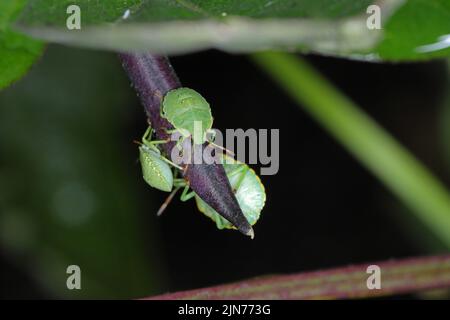 Larvae of shield bugs (Pentatomidae) feeding on beans Stock Photo - Alamy