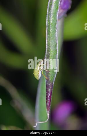 Larvae of shield bugs (Pentatomidae) feeding on beans Stock Photo - Alamy