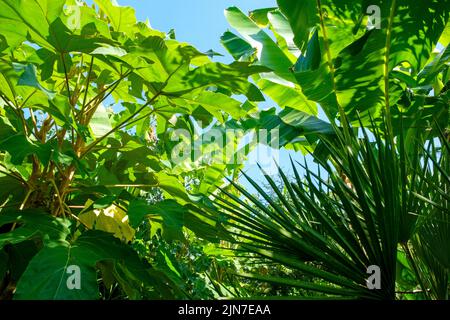 Banana trees in tropical garden. Group of big green banana leaves of ...