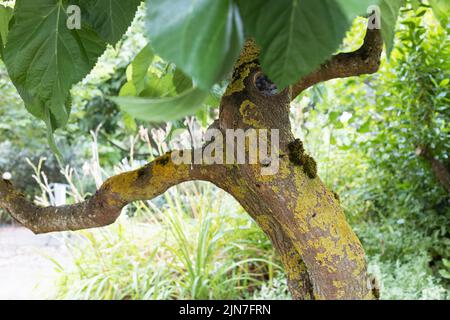 Morus contorted mulberry tree Stock Photo - Alamy