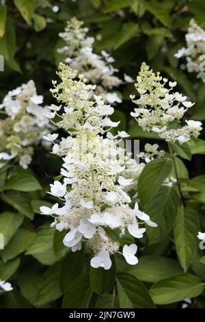 Hydrangea paniculata 'Grandiflora' Stock Photo - Alamy
