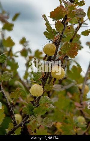 Gooseberry or European gooseberry (Ribes uva-crispa). Unripe green ...