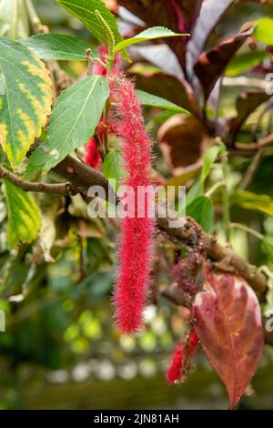 A vertical of Chenille, Acalypha hispida flowering plant. High quality ...
