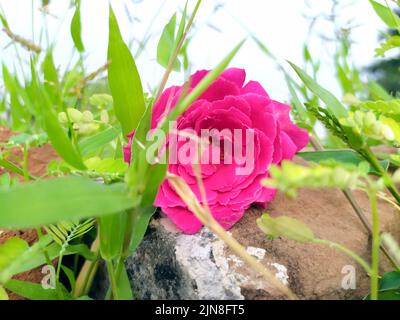 red rose laying on the road Stock Photo - Alamy