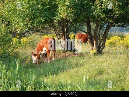Conservation grazing is the method of using livestock grazing to enrich ...
