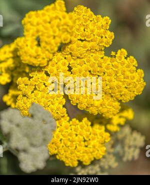 A vertical closeup of the flower of yellow yarrow flowers, Achillea ...