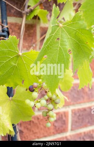 Grapes growing on ladder supports against a brick wall in a private ...