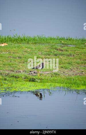 A vertical shot of a red-wattled lapwing bird standing on the green ...