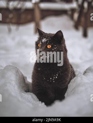 Grey barn cat in snow Stock Photo - Alamy