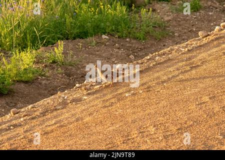 A gray-legged partridge surrounded by fresh greenery and plants in a ...