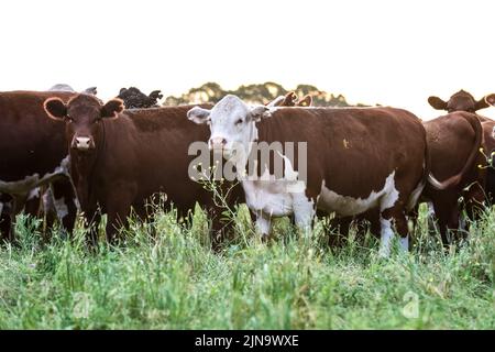 Cattle raising with natural pastures in Pampas countryside, La Pampa ...