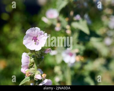 Wild flower Althaea officinalis in the garden Stock Photo - Alamy