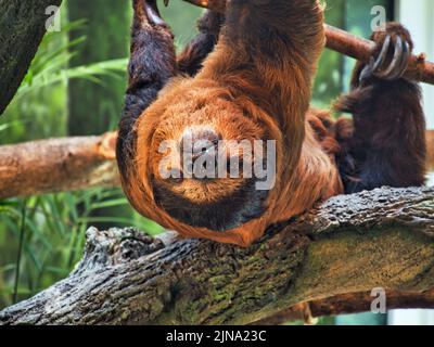 A Sloth perching on a tree at the Kansas City Zoo in KC Missouri MO ...