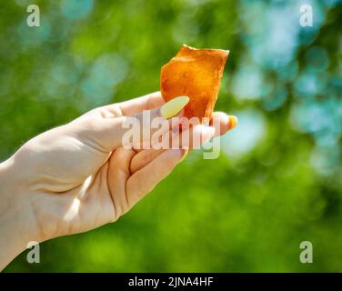 Amber, mineraloid, petrified fossil tree resin, hardened resin of the ...