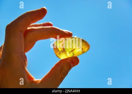 Amber, mineraloid, petrified fossil tree resin, hardened resin of the ...