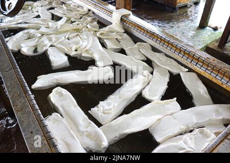natural raw rubber Sheets on factory for refining drying and processing ...