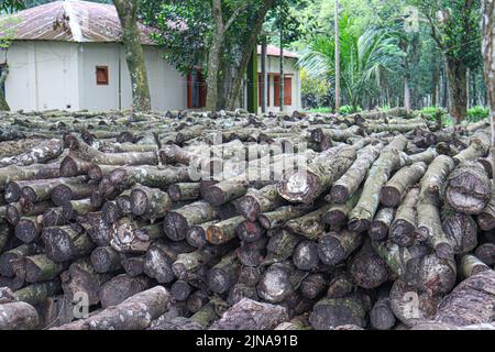 rubber tree cut piece stock on pant for sell Stock Photo - Alamy