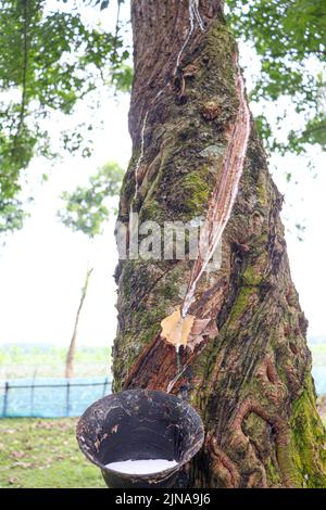 natural raw rubber collecting with Plastic container from tree in farm ...