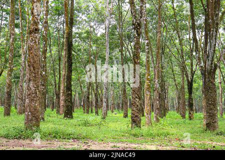 natural raw rubber tree plant in farm Stock Photo - Alamy