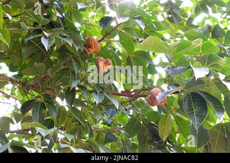 natural rubber fruit with seed and leaf for tree plant Stock Photo - Alamy
