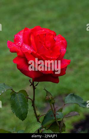 Flower of Tree Rose Variety "Elle Stock Photo - Alamy