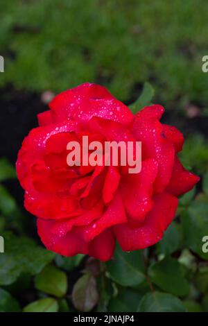 Flower of Tree Rose Variety "Elle Stock Photo - Alamy