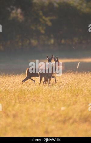 A vertical shot of a cute deer running in a beautiful field at the ...