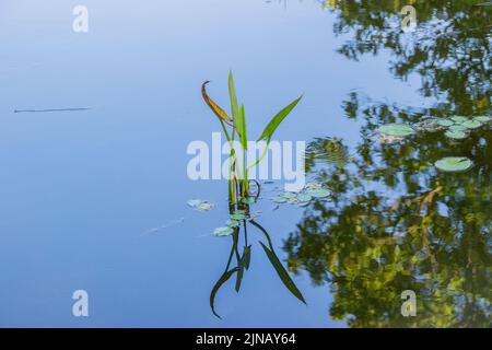 Purple yam water plant very popular in brazil Stock Photo - Alamy