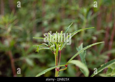 Okra plant. Baby fresh okras are growing on the plant—selective focus ...