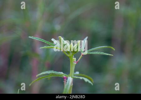 Okra plant. Baby fresh okras are growing on the plant—selective focus ...