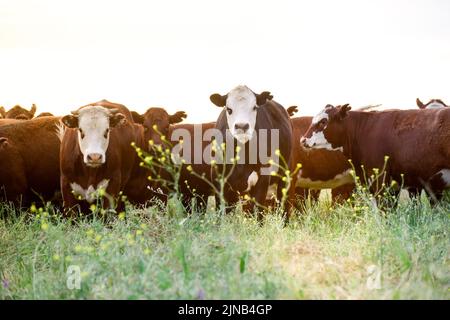 Cattle raising with natural pastures in Pampas countryside, La Pampa ...