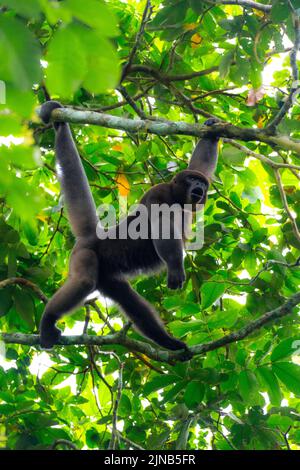 Closeup of a funny lonely monkey resting on a tree trunk in the zoo ...