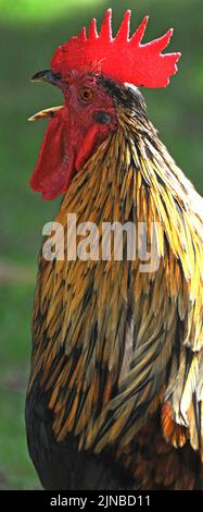 COCKEREL, BROWNSEA ISLAND, DORSET. PIC MIKE WALKER.2010 Stock Photo - Alamy